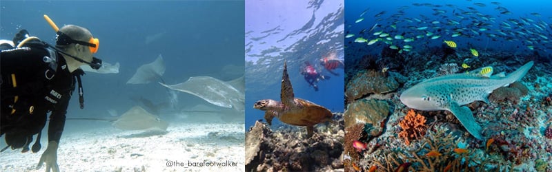 Dive Calendar For Scuba And Snorkeling Around Meeru Island, Maldives